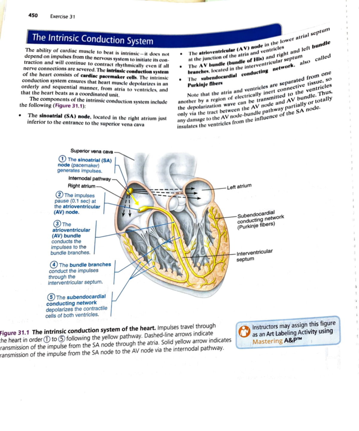 Lab 31 Review Sheet: Intrinsic Conduction System & EKG in BIOL 2402 ...
