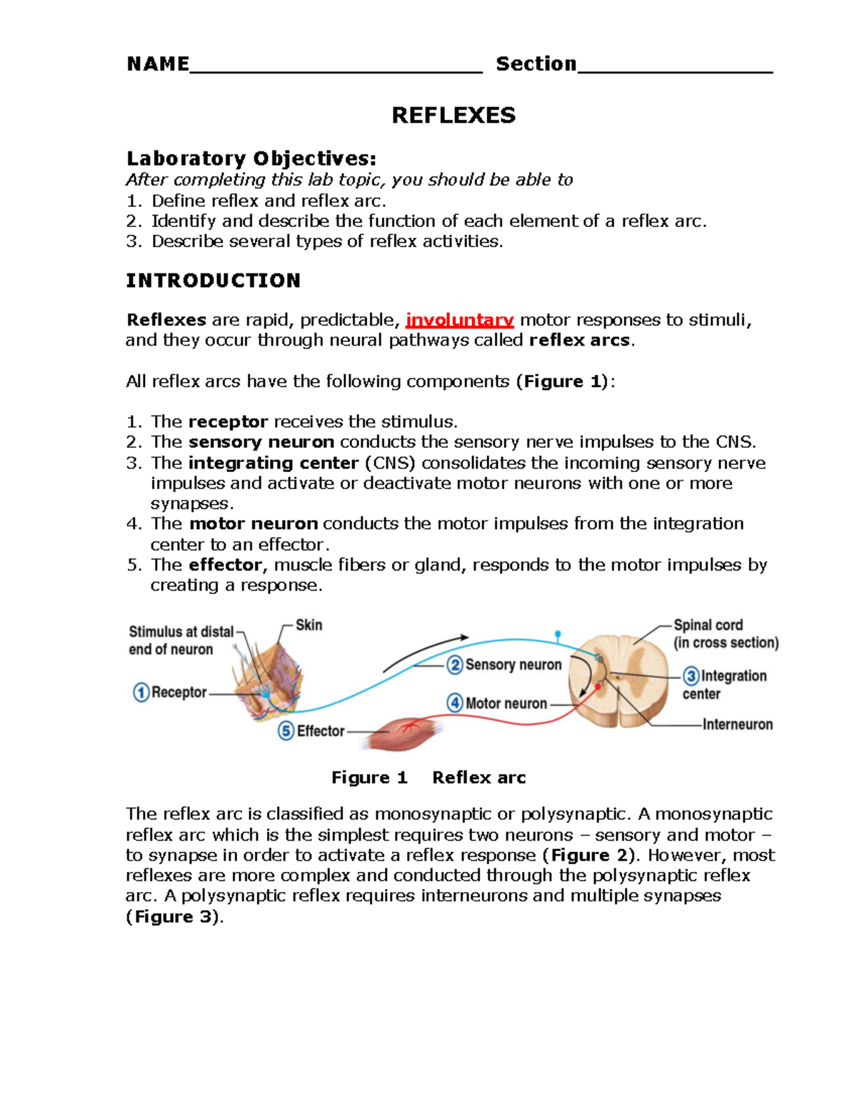 Reflexes in Anatomy & Physiology: A Comprehensive Laboratory Guide ...