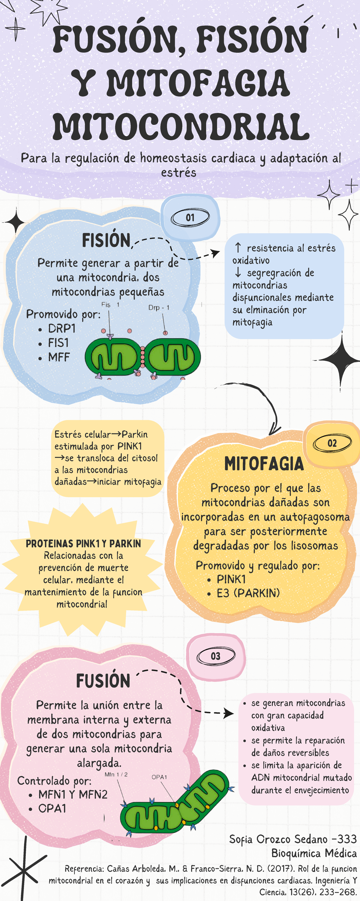 Infografía de Fusión, Fisión y Mitofagia Mitocondrial - Bioquímica ...