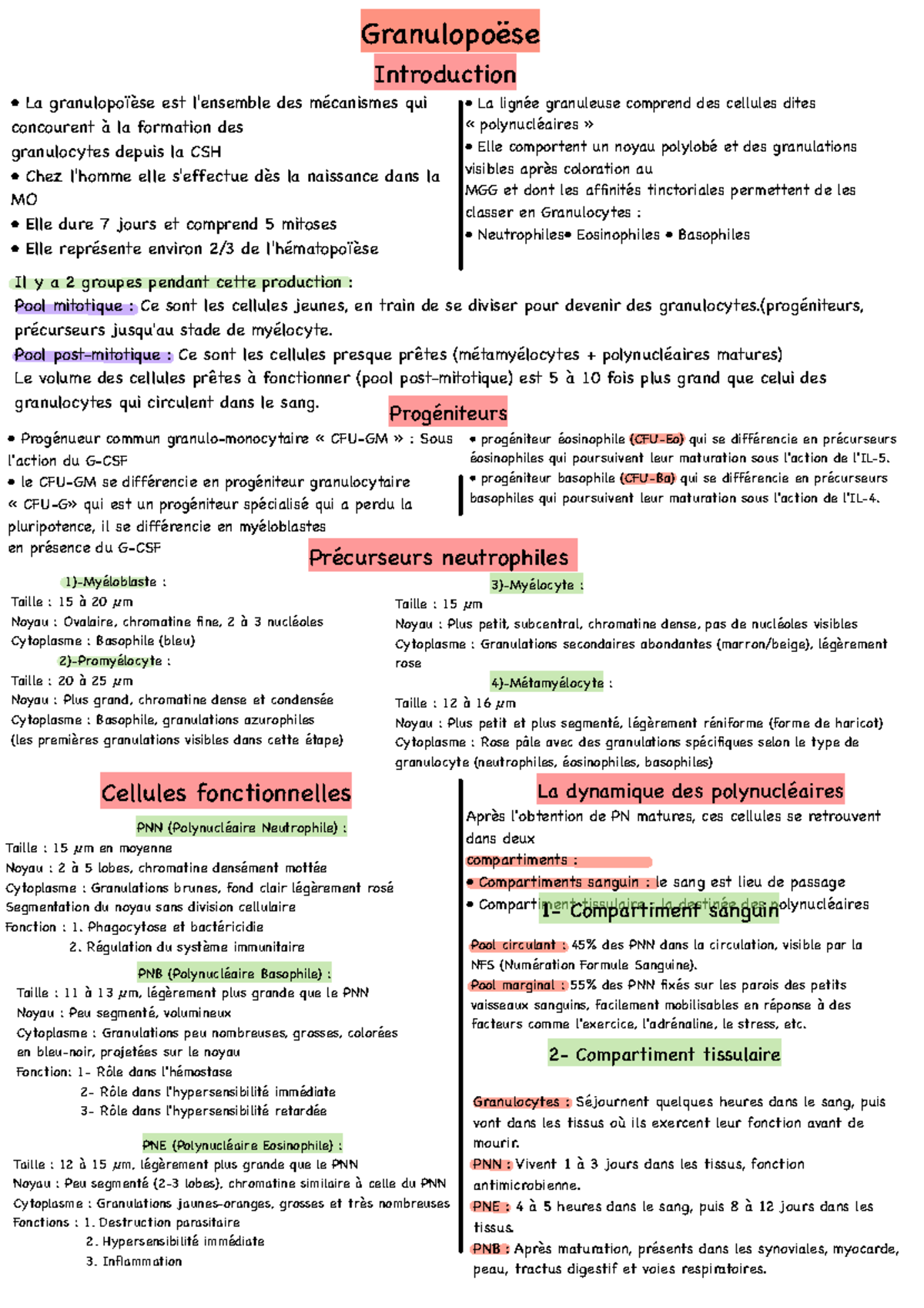 Granulopoïèse : Mécanismes et Dynamiques des Granulocytes - Studocu