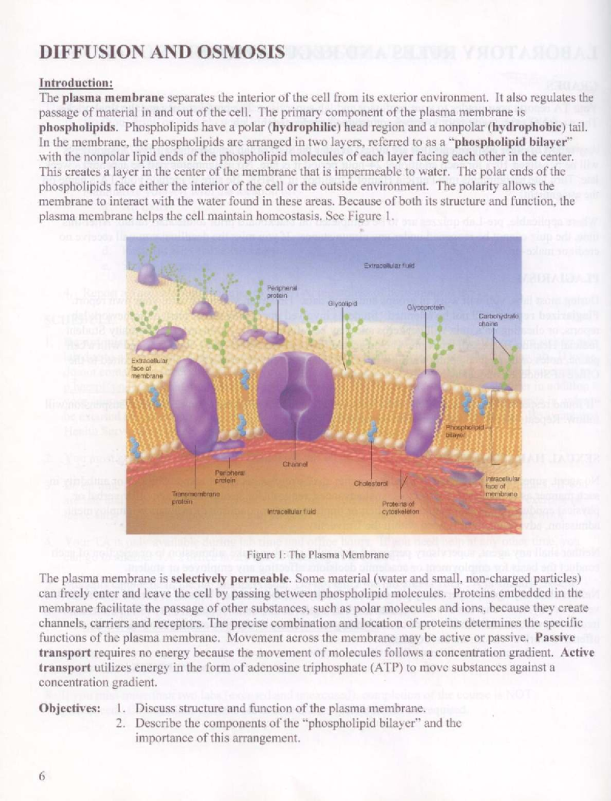 Osmosis & Diffusion: Understanding Membrane Transport Mechanisms - Studocu