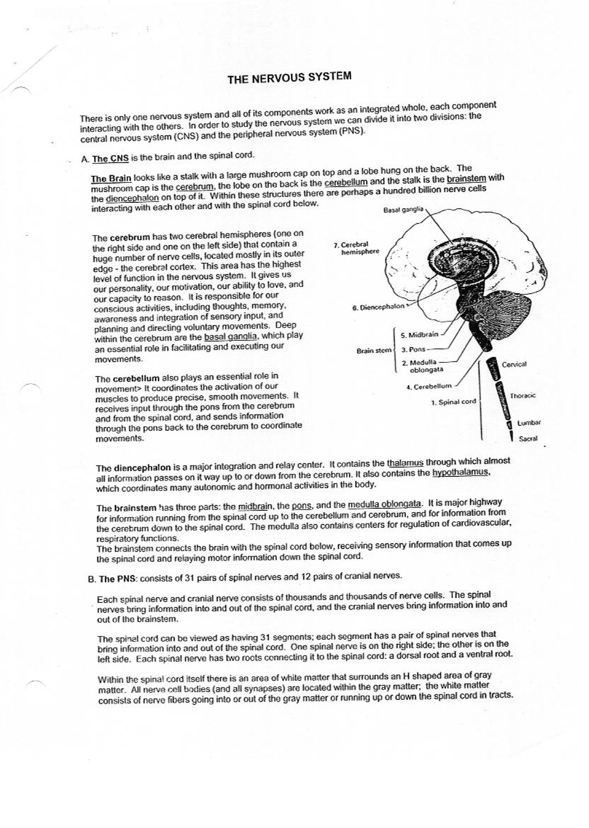 BIO 101: The Nervous System - Structure and Function Overview - Studocu