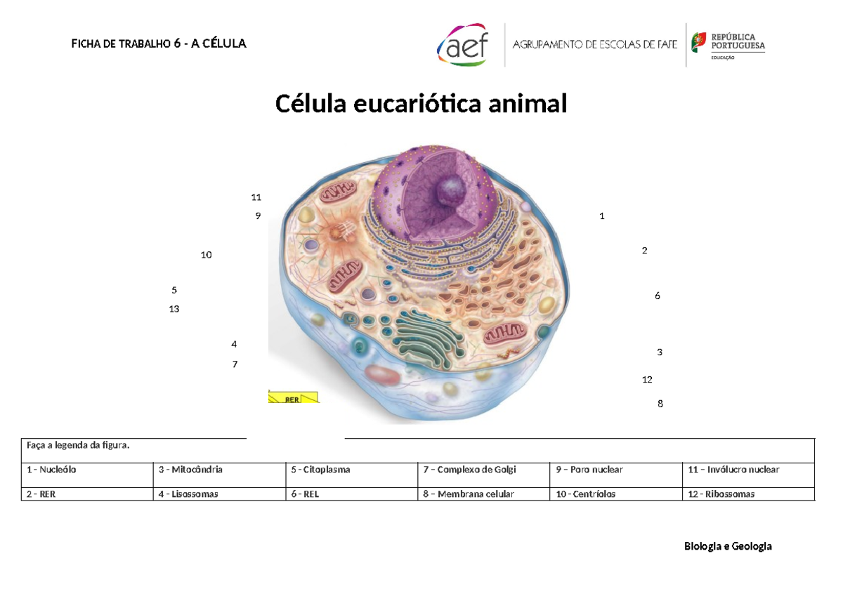 FICHA DE TRABALHO 6 - Estudo das Células Eucarióticas em Biologia - Studocu