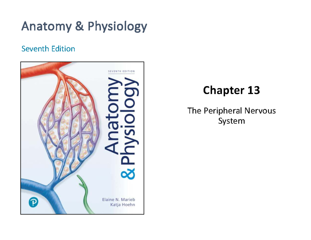 BIO-117 Chapter 13: The Peripheral Nervous System Overview - Studocu