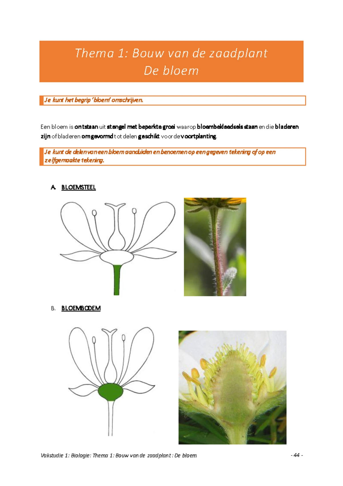 Thema 1 Bouw van de zaadplant Bloembiologie - Thema 1 Bouw van de ...