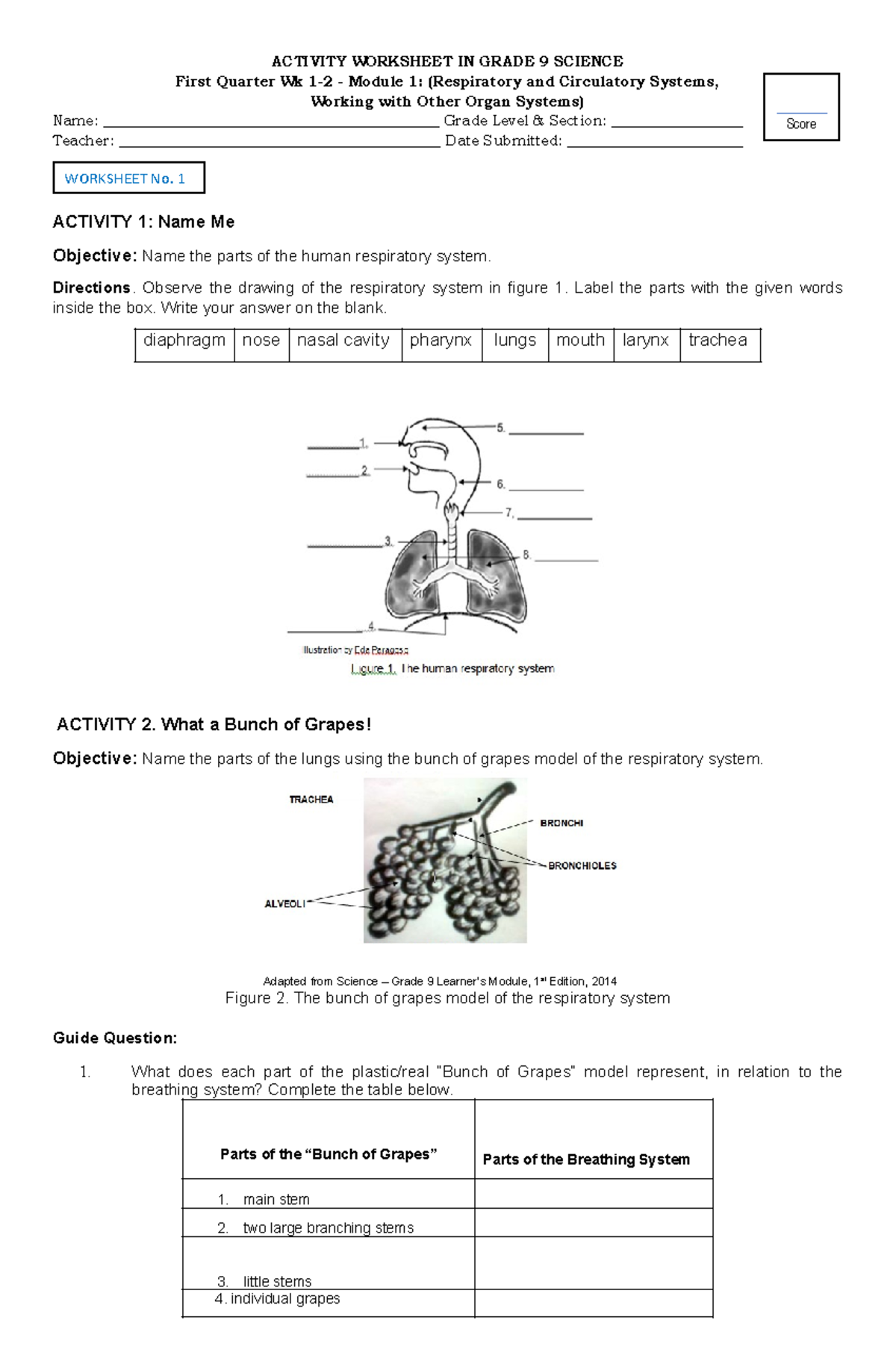 Grade 9 Science Activity Worksheet: 1st Quarter Module 1 - Resp. & Circ ...