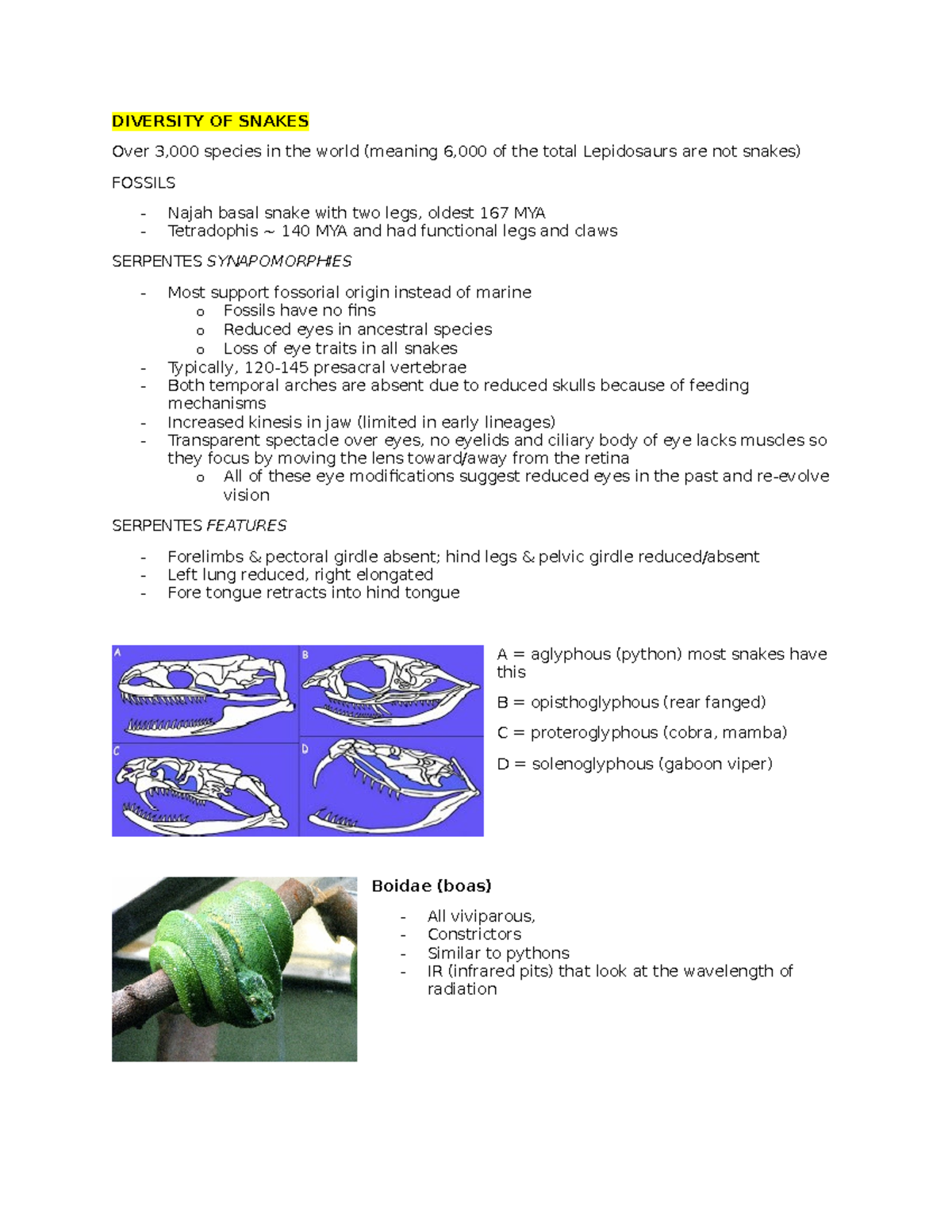 ANATOMY & PHYSIOLOGY OF HERPS: CIRCULATION, RESPIRATION, & DIGESTION ...