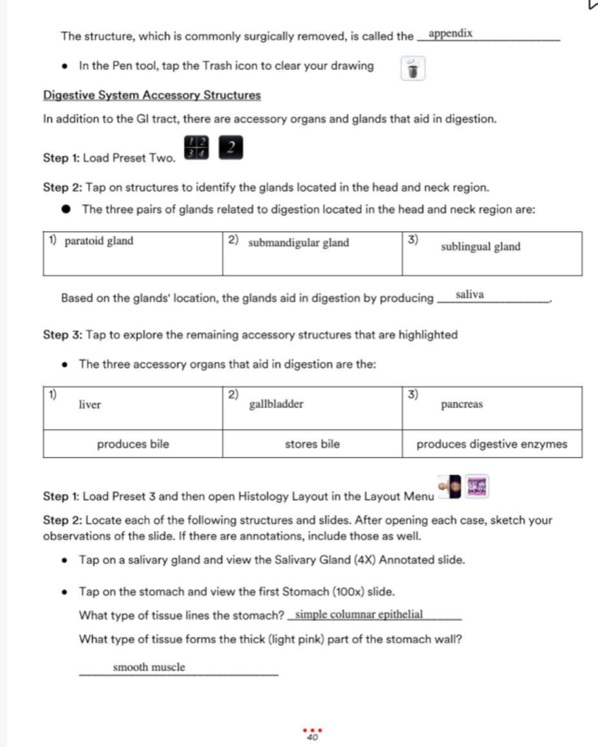 Digestive System Accessory Structures: Anatomy & Functions - Studocu