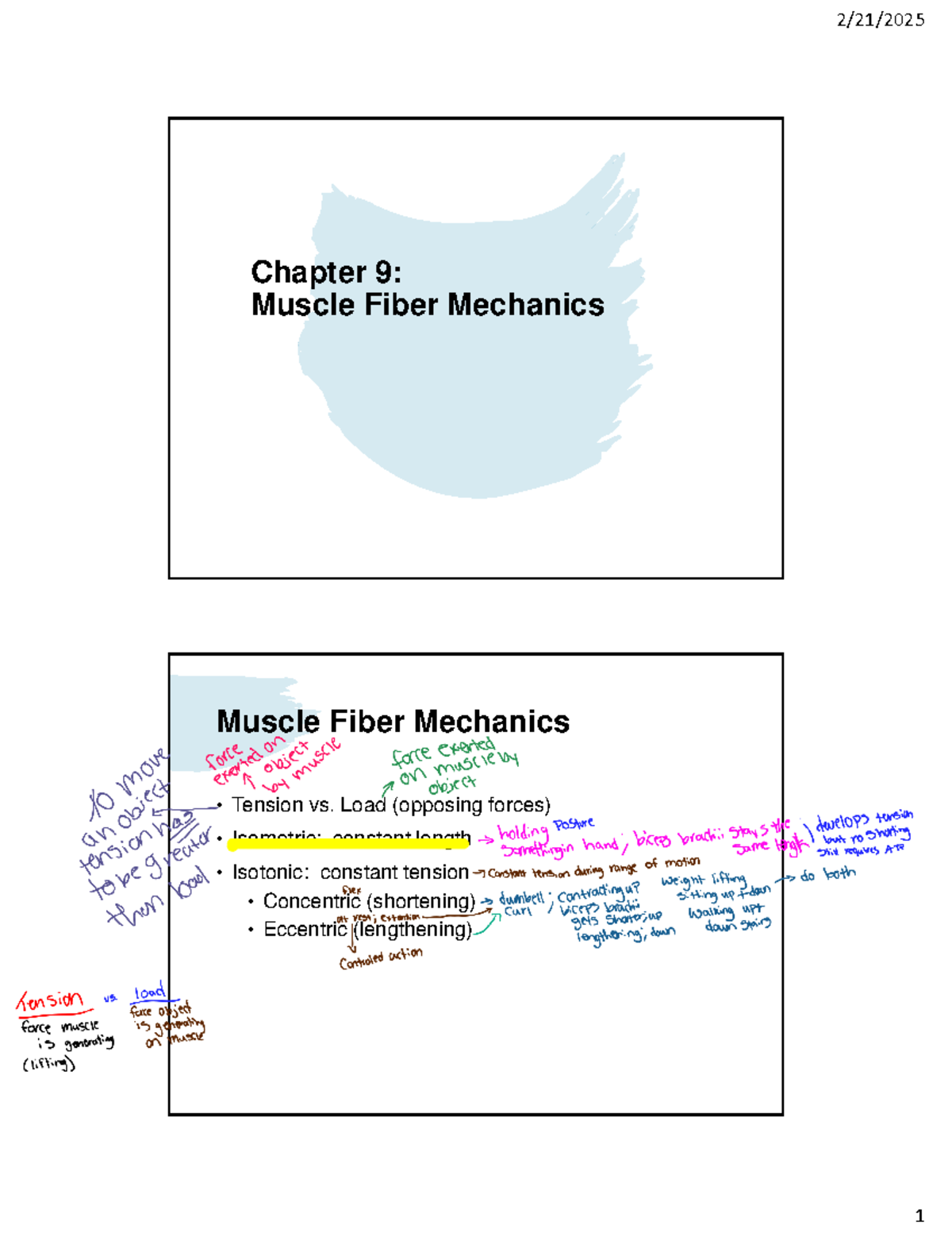 Muscle Fiber Mechanics and Exercise Adaptation (BIO101) - Studocu