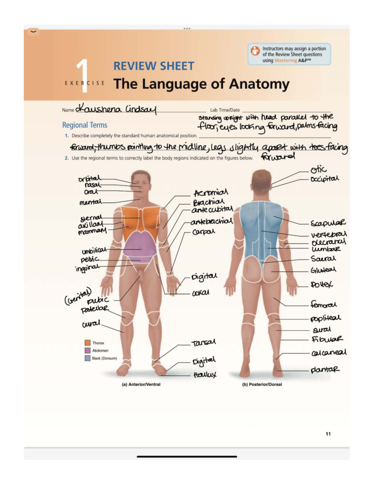 A&P EX1: Review Sheet on Anatomical Position & Body Regions - Studocu