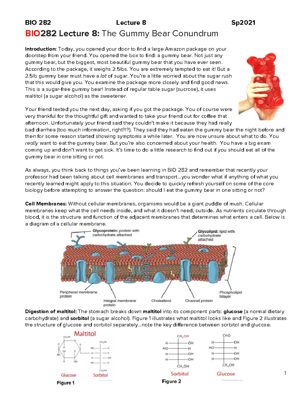 BIO 282 Lecture 8 Worksheet: The Gummy Bear Conundrum Explained - Studocu