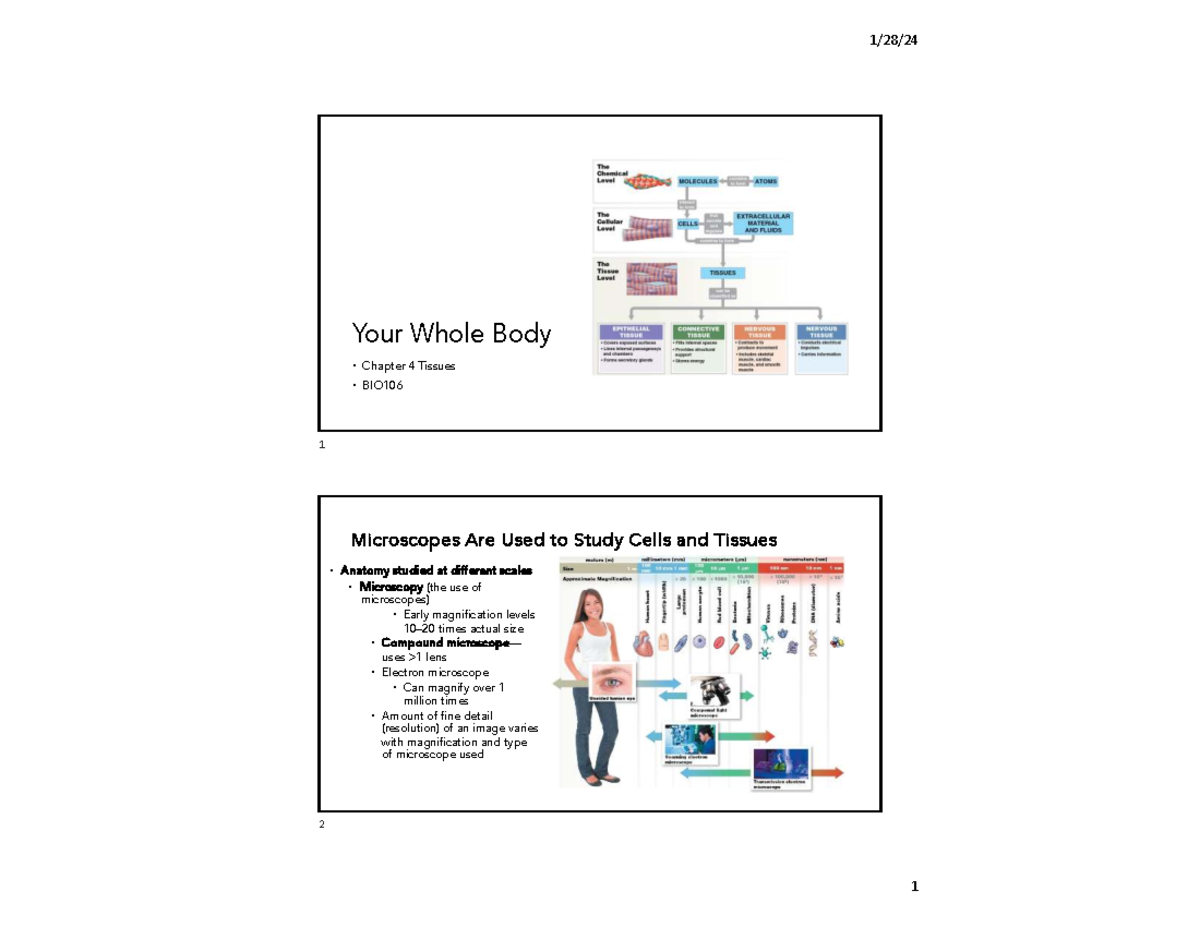 BIO106 Final Exam: Overview of Tissues in Chapter 4 - Studocu