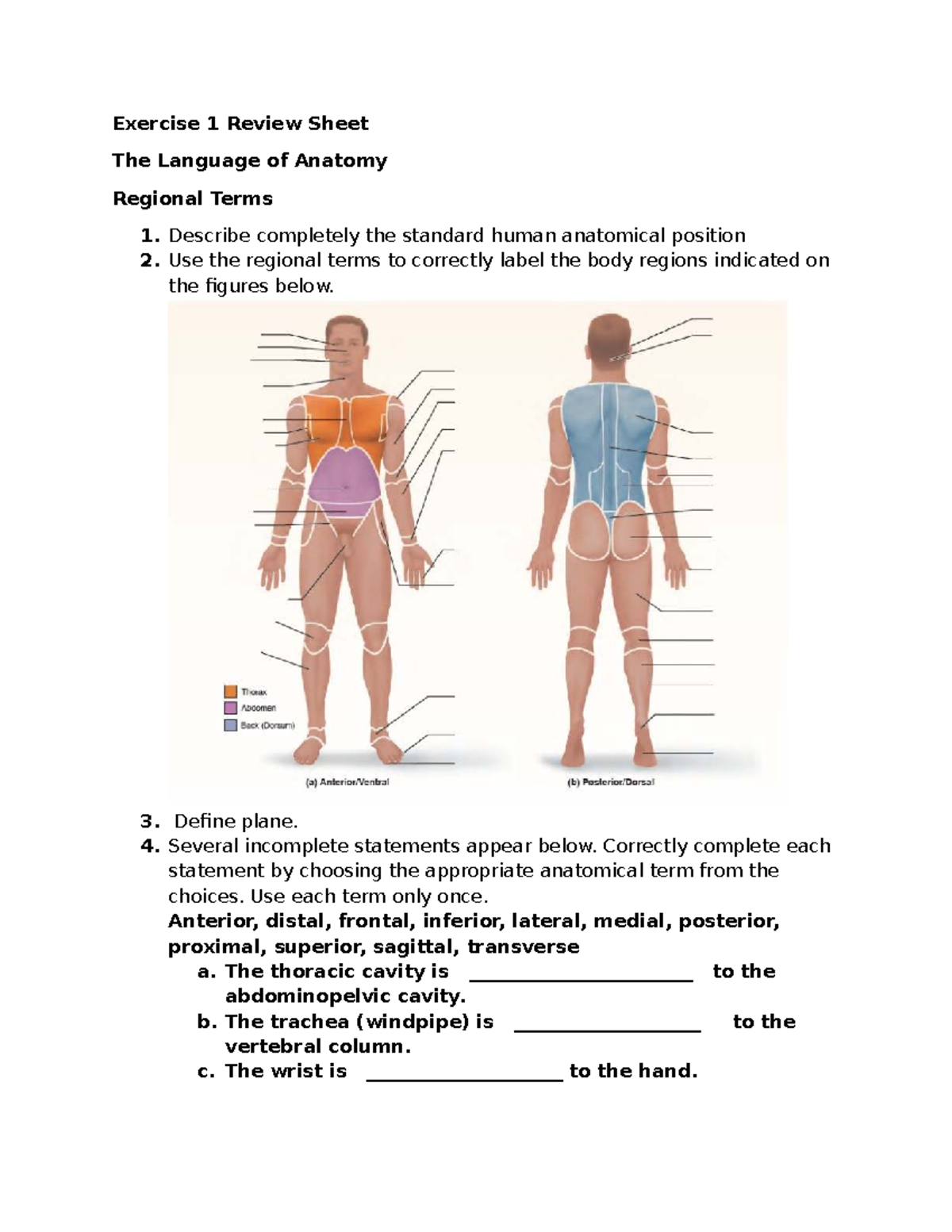 Exercise 1 Review Sheet: The Language of Anatomy (ANAT 101) - Studocu