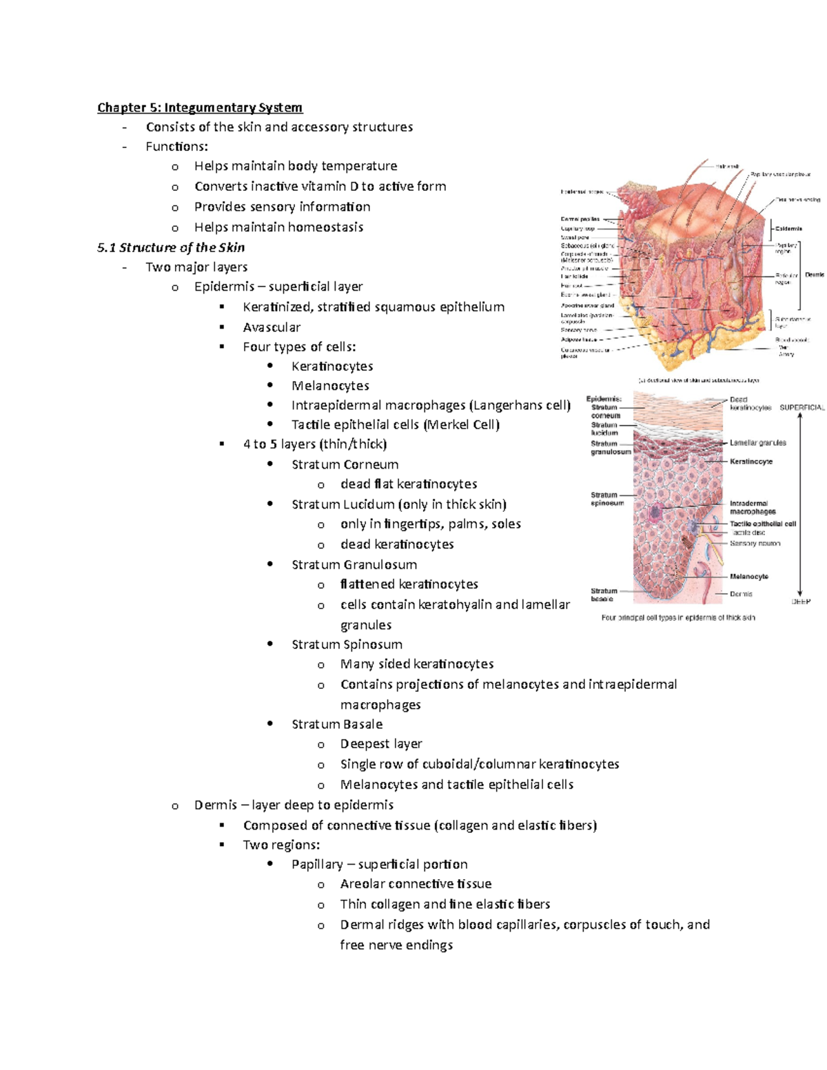 Anatomy and Physiology Chapter 5 - Integumentary System - Chapter 5: Integumentary System ...