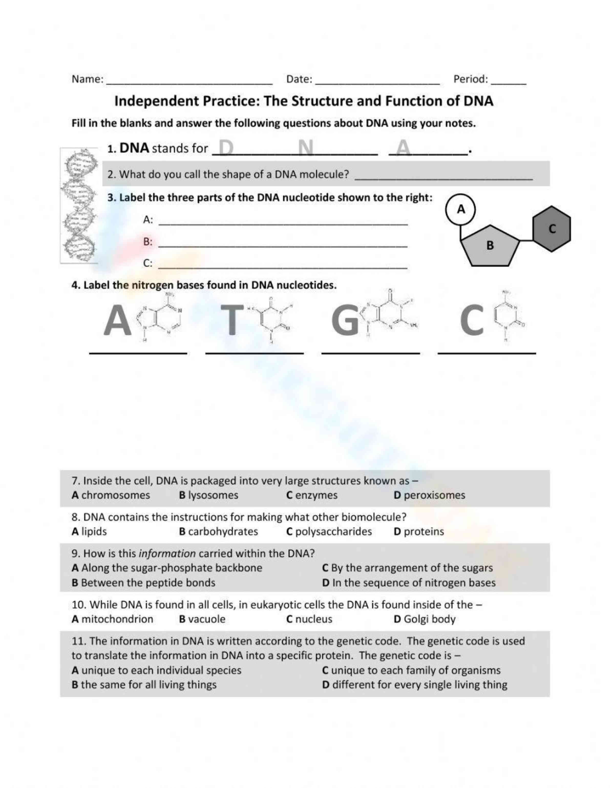 DNA Structure and Function Worksheet: Independent Practice - Studocu