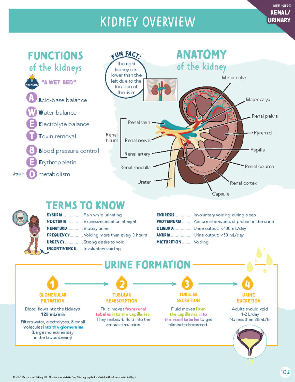 Urinary Print-out - study guide - KIDNEY OVERVIEW FUNCTIONSFUNCTIONS of ...