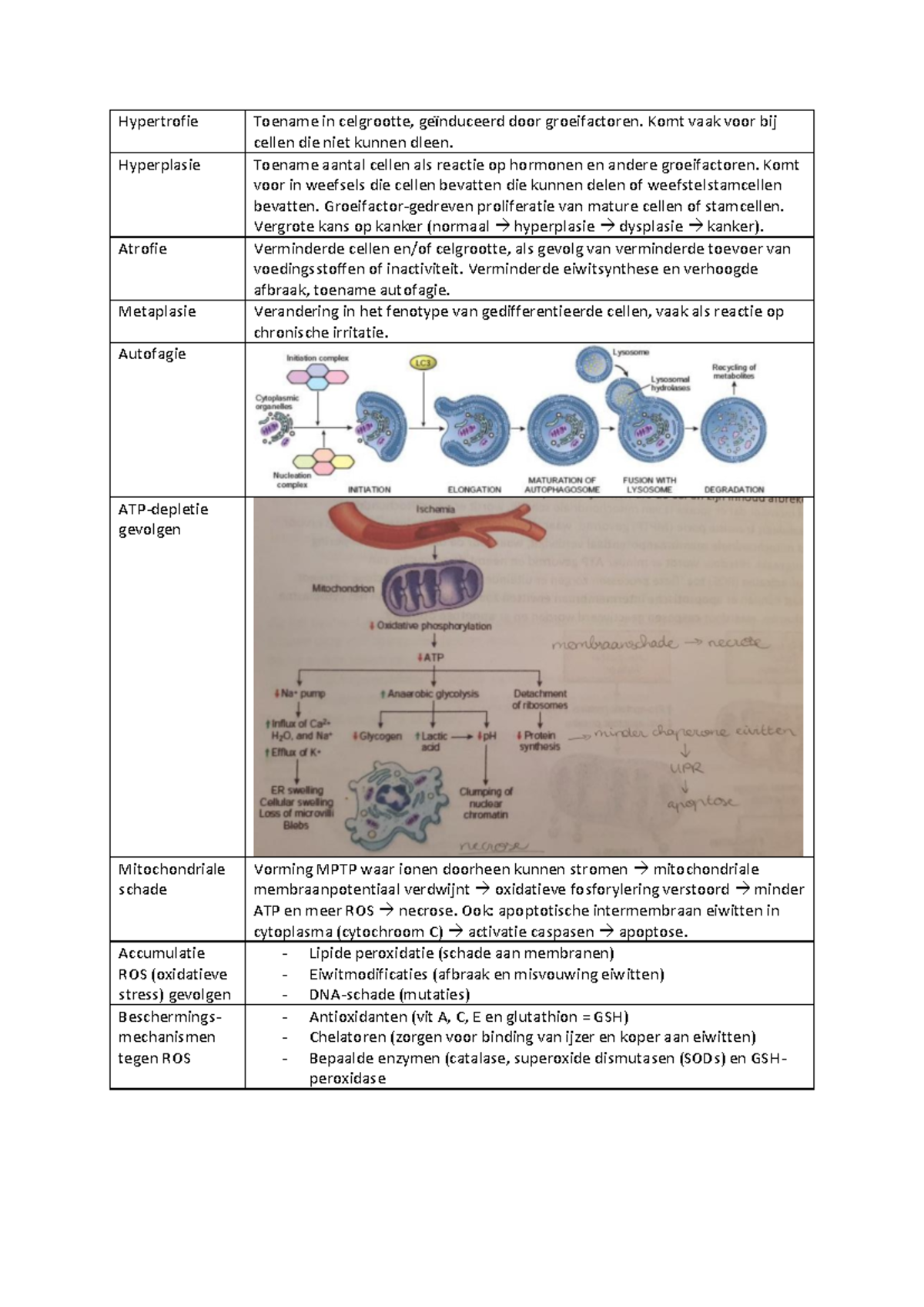 Thema 1 en 2: Celgroei, Atrofie, Tumormarkers en Kankerprocessen ...