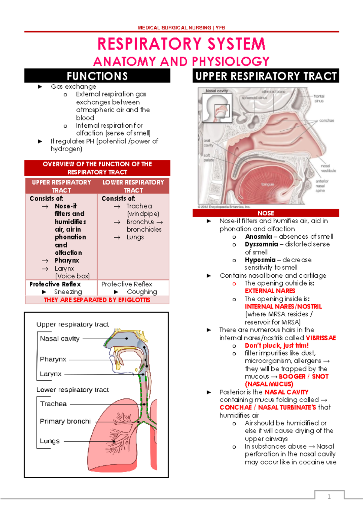 MS Respiratory - Anatomy and Physiology Final Exam Notes - Studocu