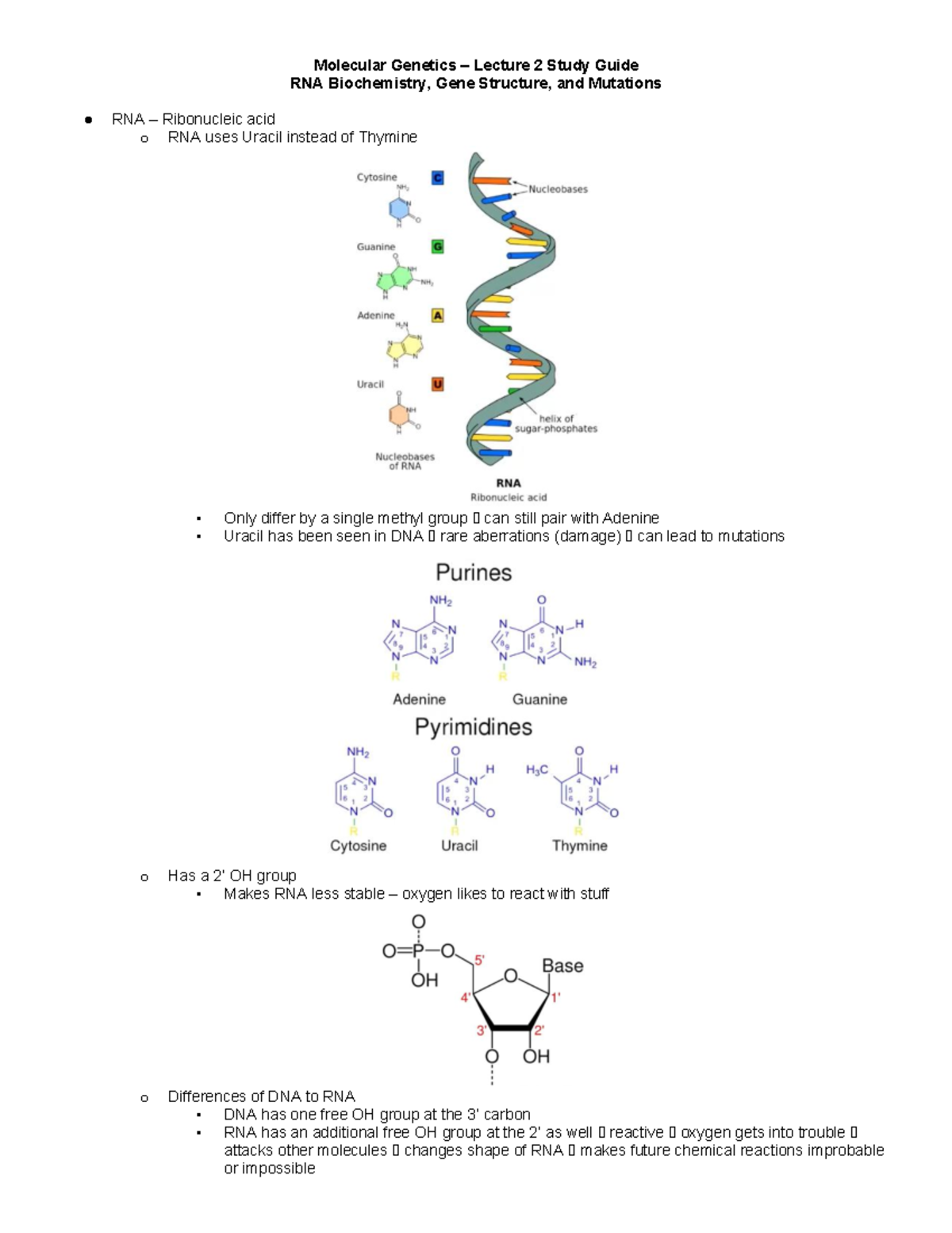 Molecular Genetics L2 Study Guide: RNA Biochemistry & Mutations - Studocu