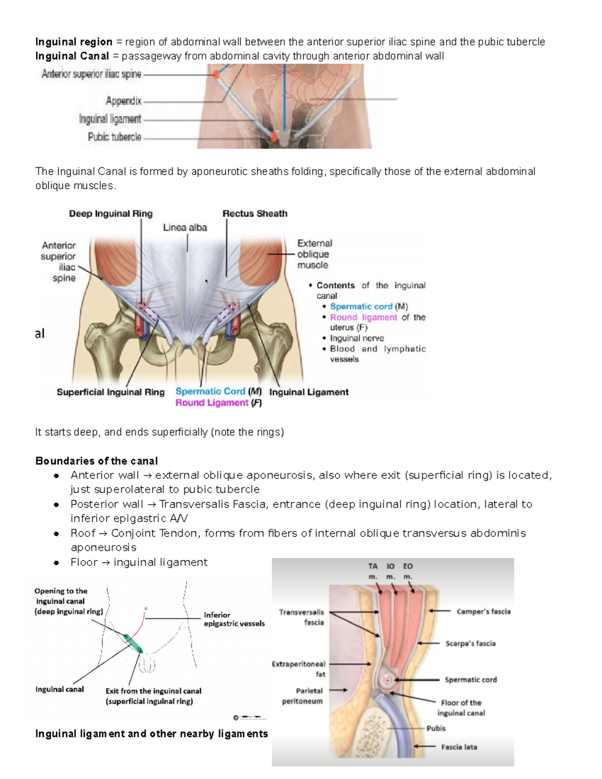 Superficial Inguinal Ring Landmark