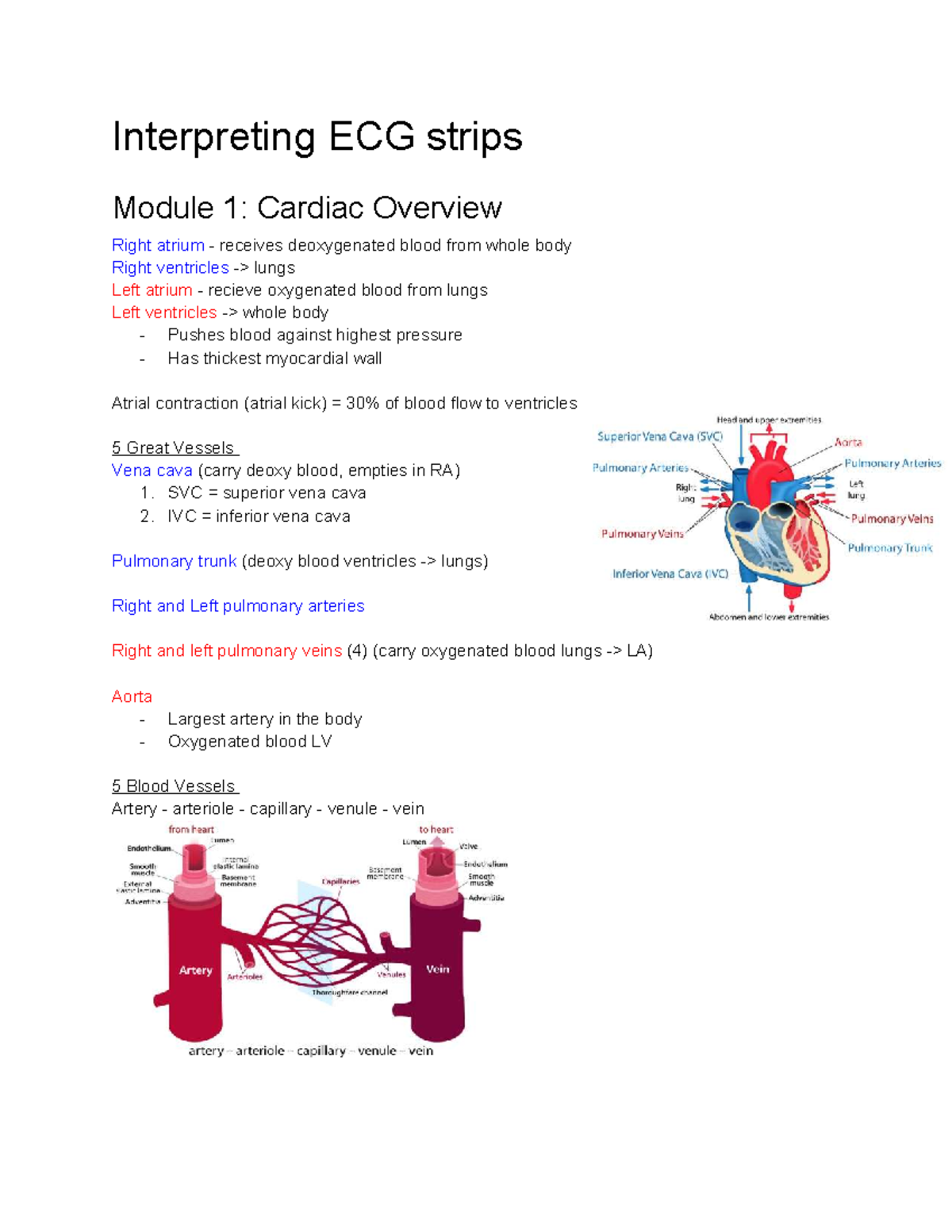 Interpreting ECG Strips: Module 1 - Cardiac Overview and Function - Studocu