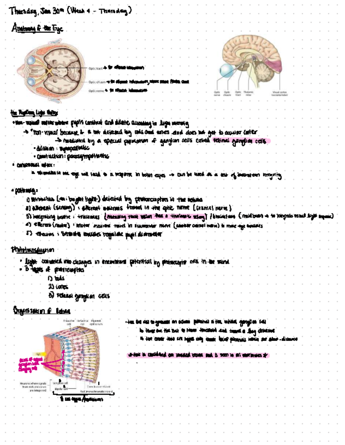 3B Vision: Eye Anatomy and Pupillary Light Reflex Overview - Studocu