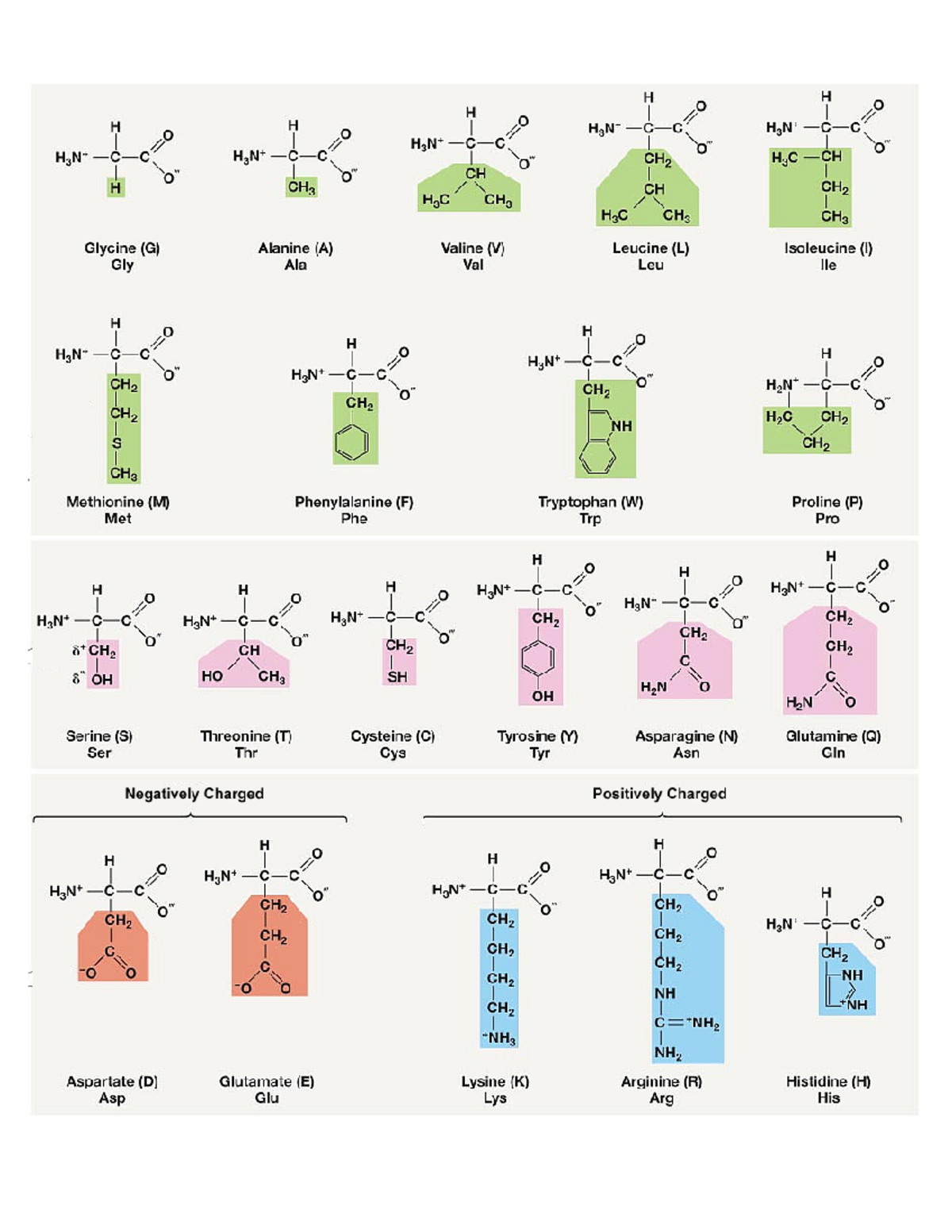 Amino Acid Table - Lecture Notes (BIO 101) - Studocu