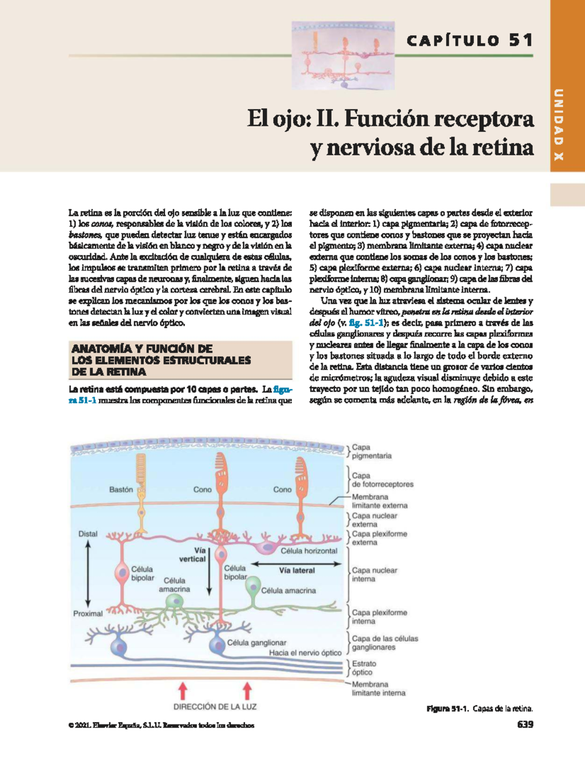 CAPÍTULO 51: Función Receptora y Nerviosa de la Retina en el Ojo - Studocu