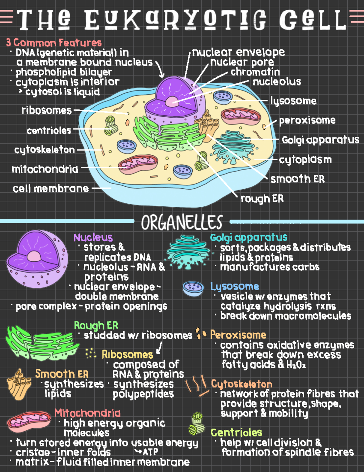 Bio 101: Overview of Cell Organelles and Their Functions - Studocu