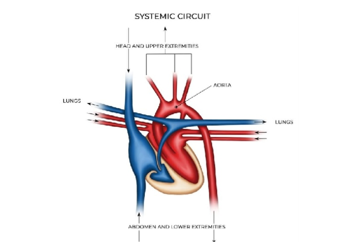 Systemic Circuit Overview: Aorta, Vena Cava & Heart Valves - Studocu