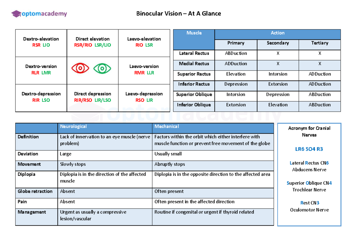 Binocular Vision Overview: Key Muscles & Neurological Actions - Studocu