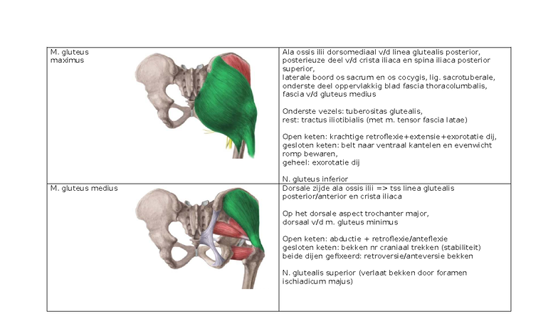 Heupspieren Overzicht: Anatomie & Functies (Anatomie HEU101) - Studocu