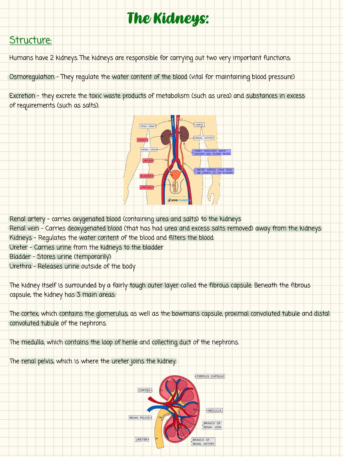 The Kidneys - concise notes on thestructuureand function of thekidne ...