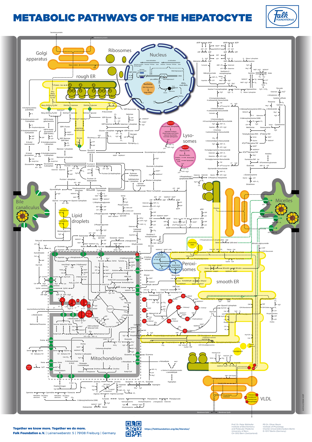 Hepatocyte Metabolic Pathways Overview - A3 HOF - Studocu
