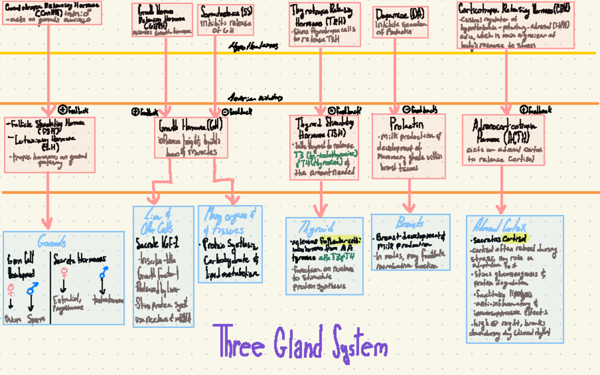 Three Gland System Overview: Hormonal Regulation Summary - Studocu