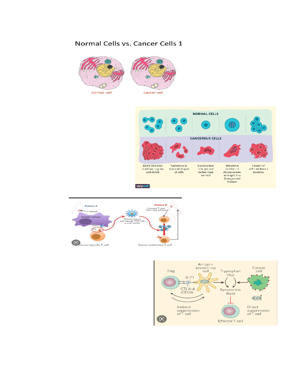 Cancer Cells: An In-Depth Study on Tumor Biology and Treatment - Studocu