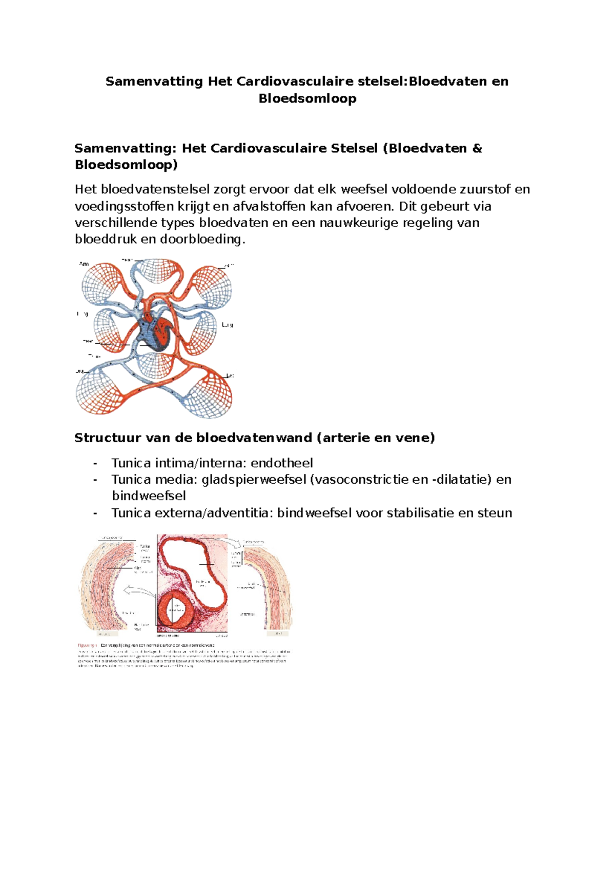 Samenvatting: Het Cardiovasculaire Stelsel (Bloedvaten en Bloedsomloop ...