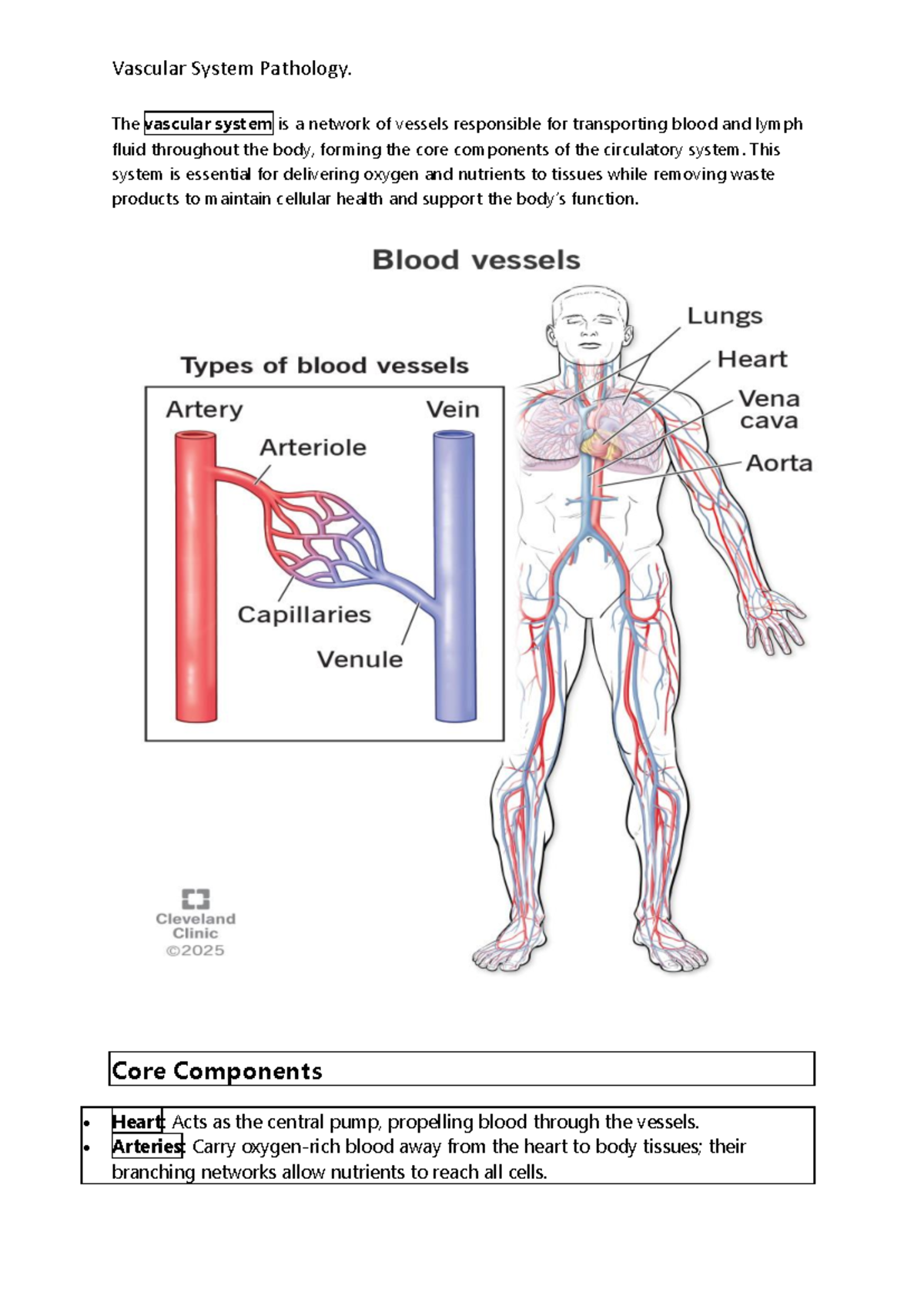 Vascular System Pathology: Comprehensive Study Notes for Exam - Studocu