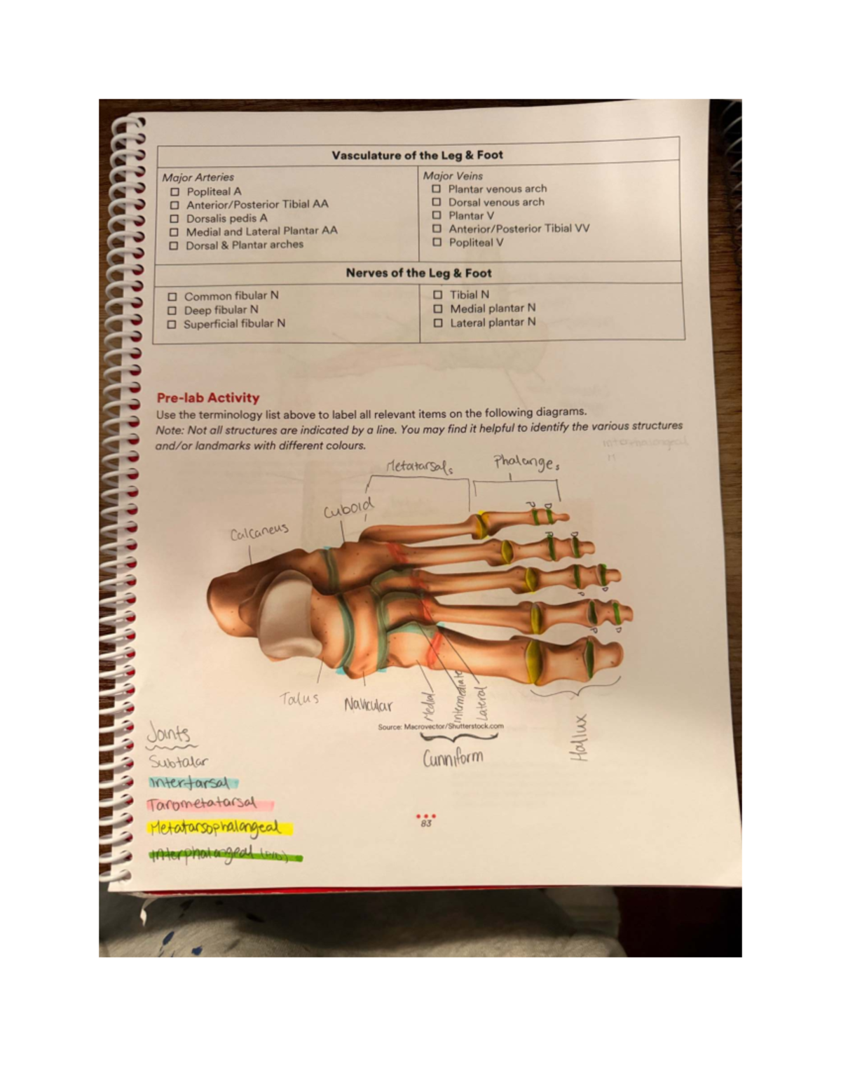 LAB 10 MSK: Vasculature and Nerves of the Leg and Foot - Studocu