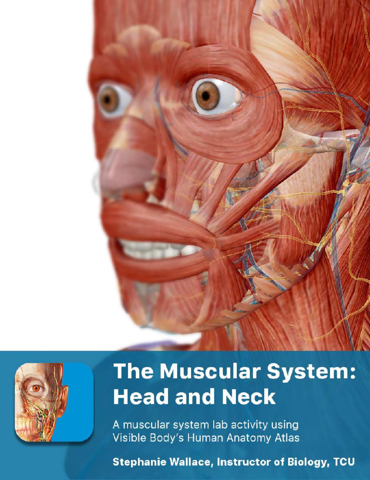 Lab Activity - Muscular Anatomy of Head and Neck (BIO101) - Studocu