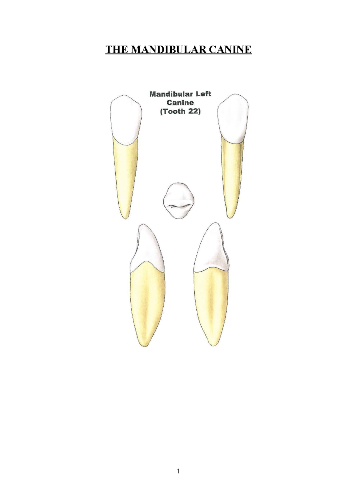 Mandb Canines - Lecture Notes on Human Dentition for Year 1 Students ...