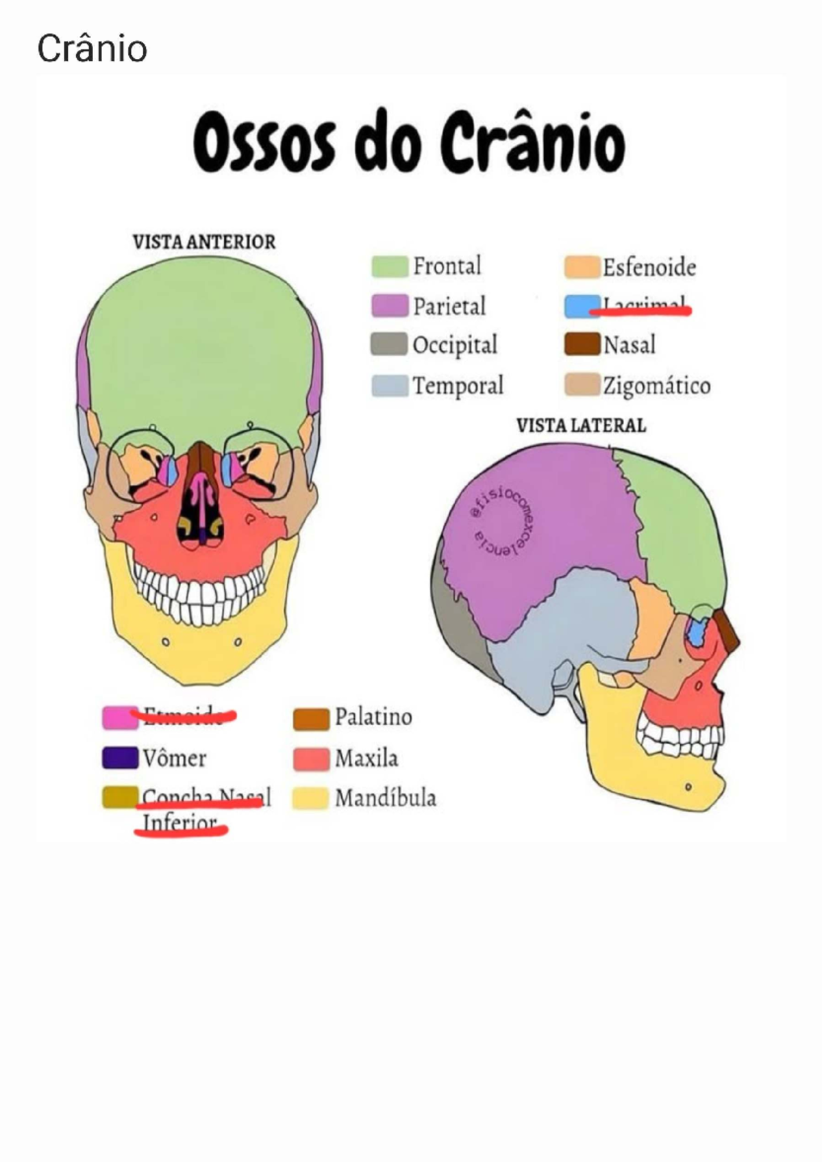 Ossos do Crânio e Estruturas Ósseas - Prática 1 de Anatomia - Studocu