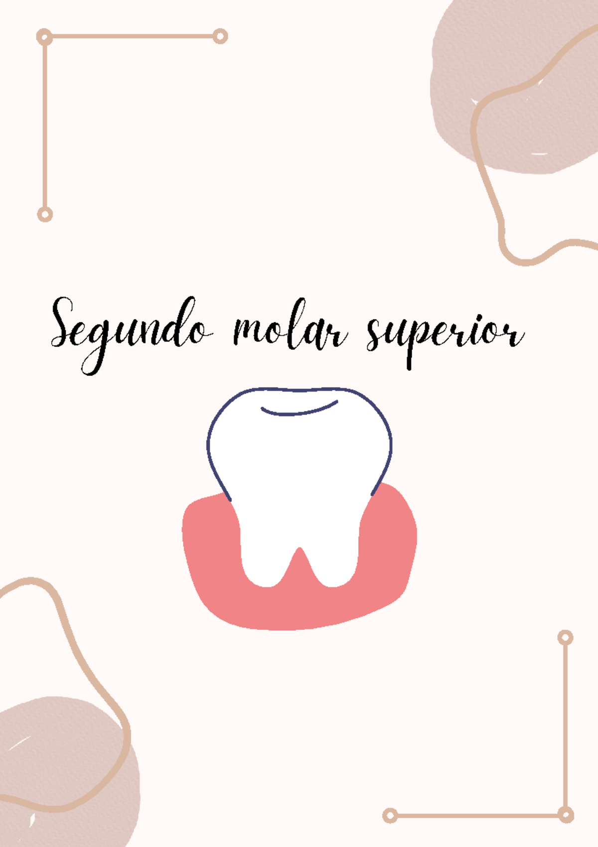 Anatomía y Características del Segundo Molar Superior - Studocu