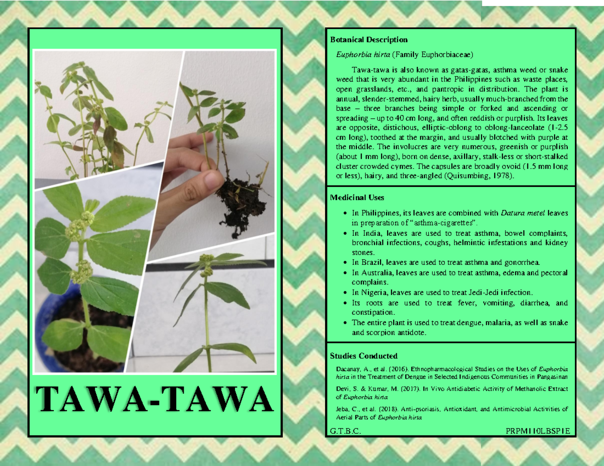 BOT LIT - Tawa-Tawa Plant: Description & Medicinal Uses - Studocu