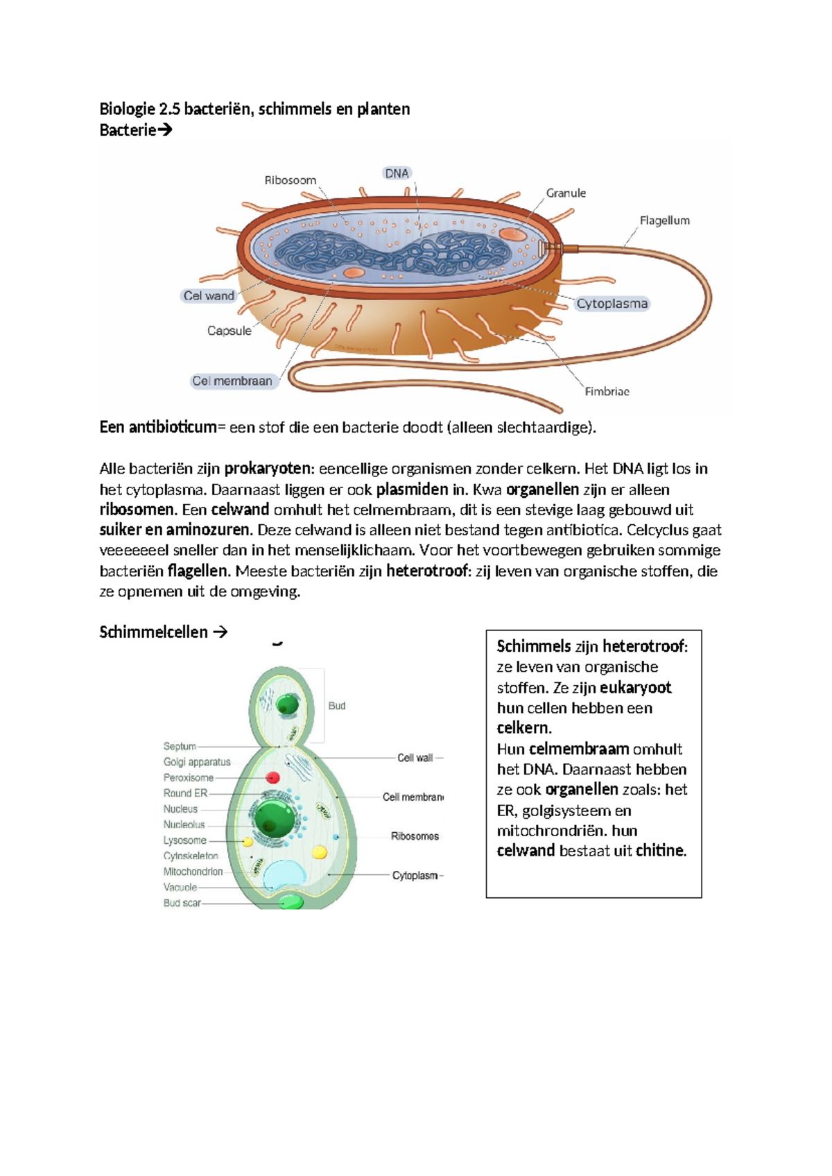 Biologie 2 Hfd 2: Bacteriën en Schimmels Overzicht - Studeersnel