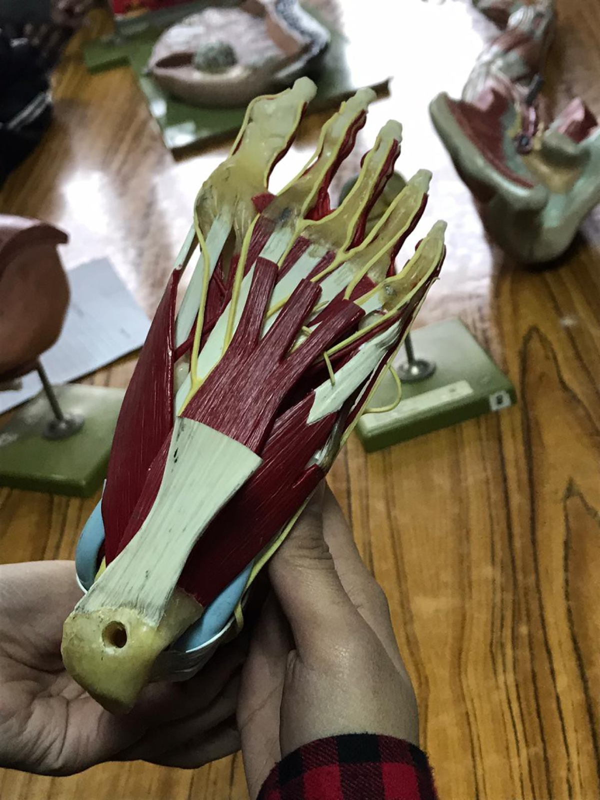 Lower Limb Anatomy Models (MBBS) - Key Muscles, Nerves, and Vessels ...