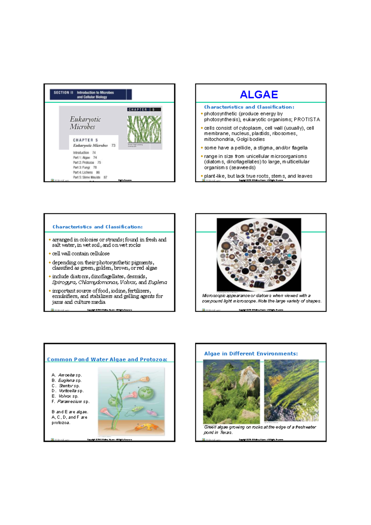 Chapter 5: Eukaryotic Microbes - Algae and Protozoa Characteristics ...