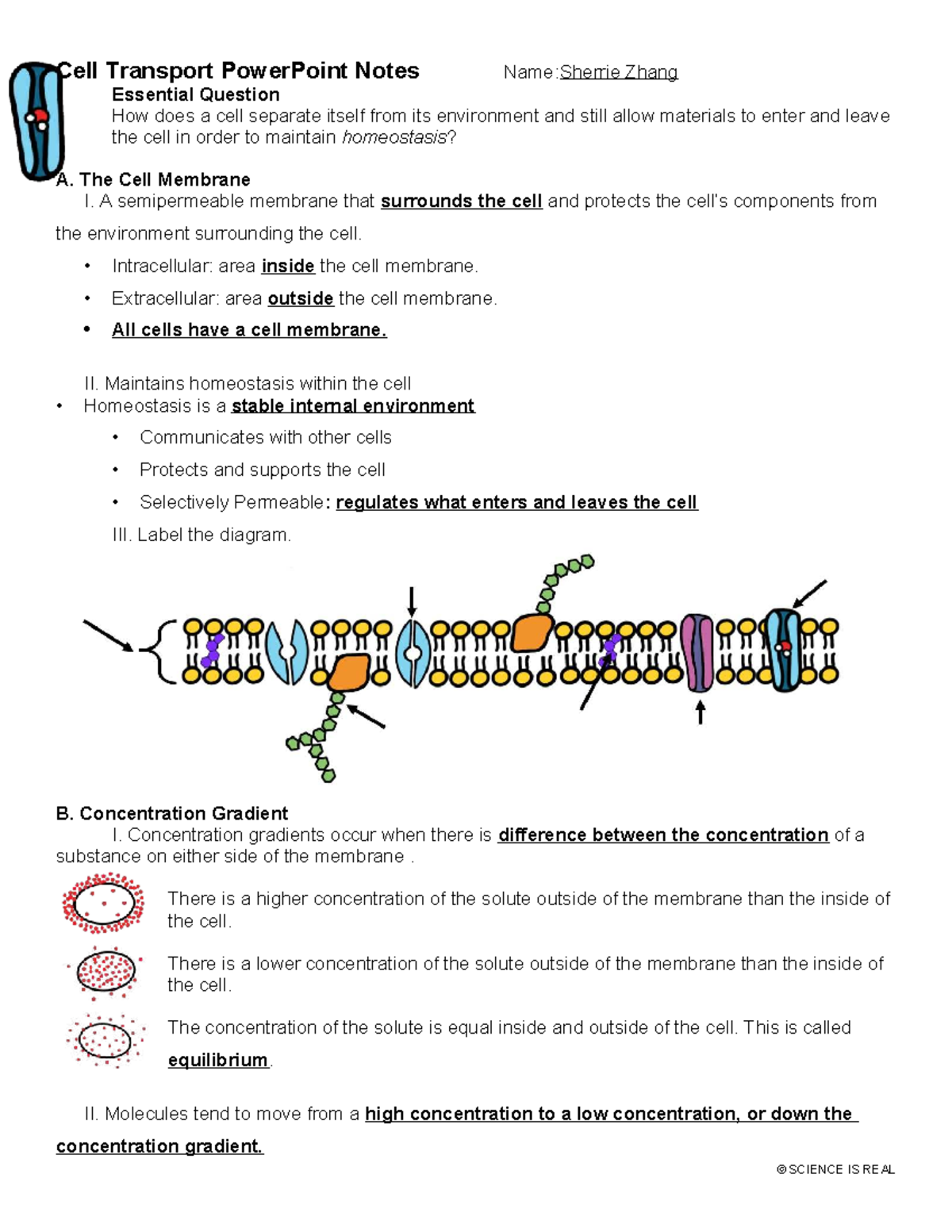 Cell Transport Mechanisms (BIO101): Homeostasis & Membrane Dynamics ...