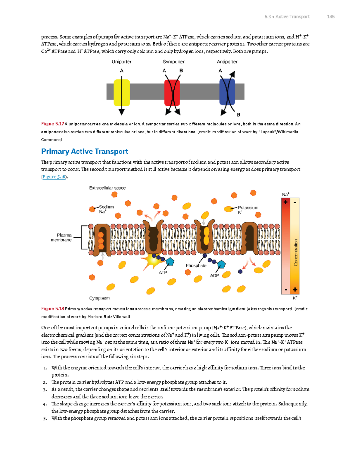 Chapter 5: Active Transport Mechanisms and Plasma Membrane Function - Studocu