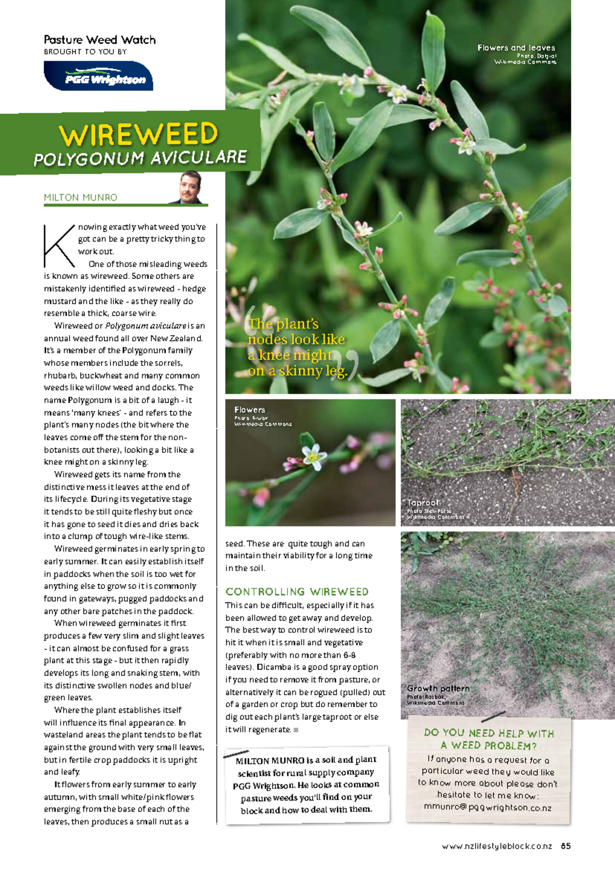 Pasture Weed Watch Wireweed - nzlifestyleblock.co 85 K nowing exactly ...